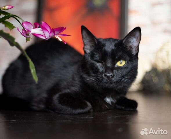 Кошечка в добрые руки