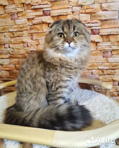 Шотландская кошечка