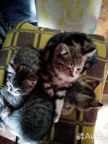 Котята в добрые руки бесплатно