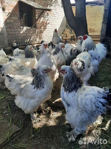 Куры несушки брама