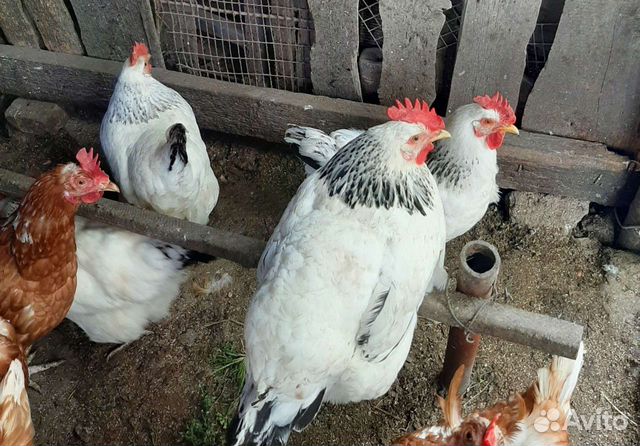 Серебро несушки