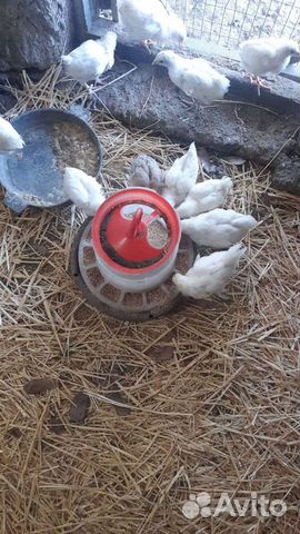 Цыплята 1,5 мес