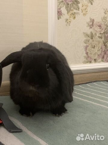 Кролик декоративный,карликовый