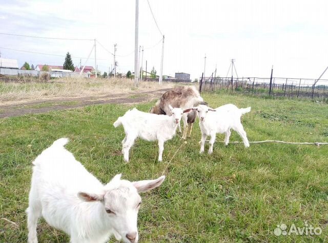 Козы козочки козлики козлята