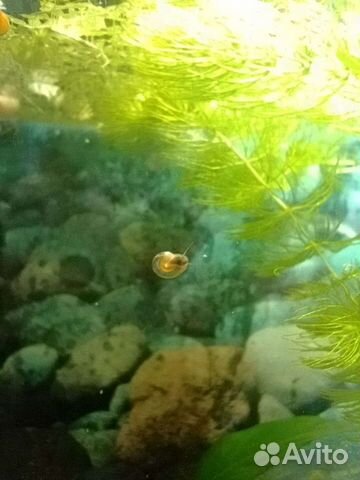 Улитки для нано аквариумов