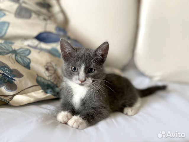 Котенок Лукас в добрые руки