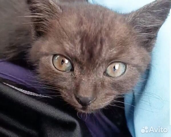 Маленький пушистый черныш (м)