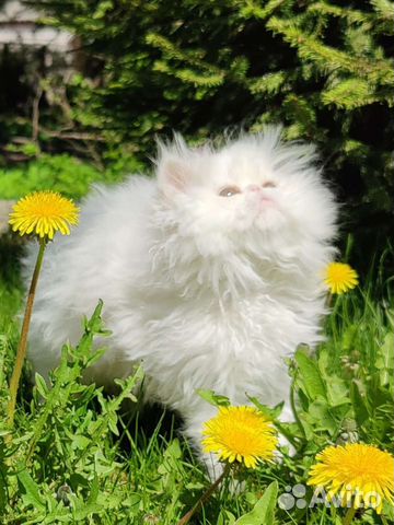 Персидские котята кошка