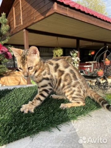 Бенгальские котята
