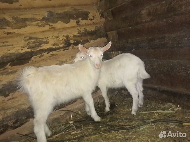 2 козленка мальчик и девочка