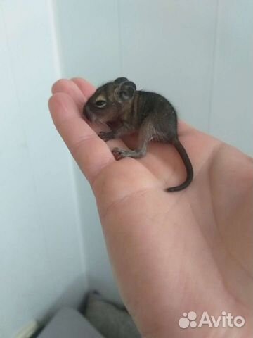 Дегусята окраса агути