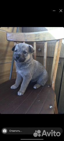 Щенки в добрые руки бесплатно