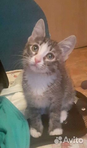 Котенок 2 месяца девочка