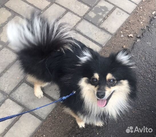 Померанский шпиц вязка кобель