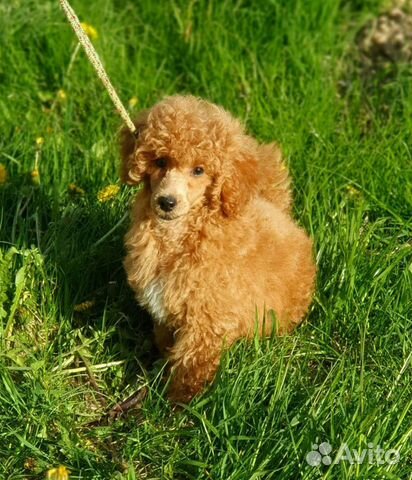 Красавчик 3мес