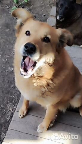 Милая рыжуля по кличке Гретта-Фабричная