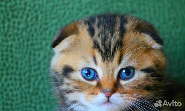 Шотландские вислоухие и прямохие котята