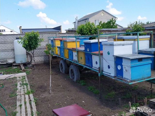 Продам пчелосемьи
