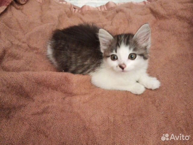 Котенок девочка в добрые руки