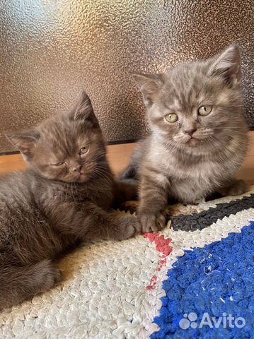 Британская