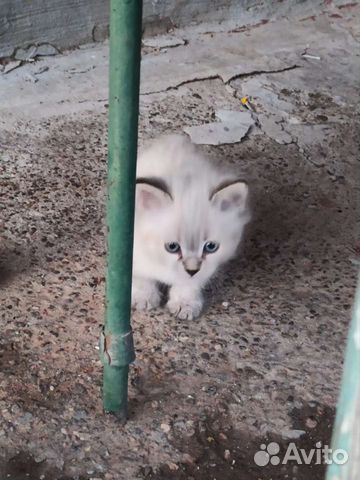 Шотландские вислоухие котята бесплатно