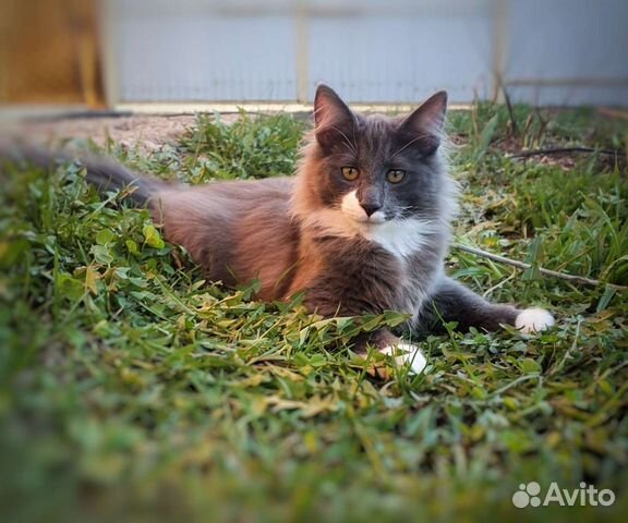 Котята норвежская лесная кошка