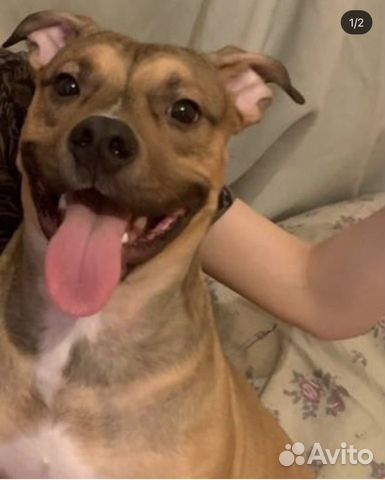 Отдается метис стафорда и питбуля в добрые руки