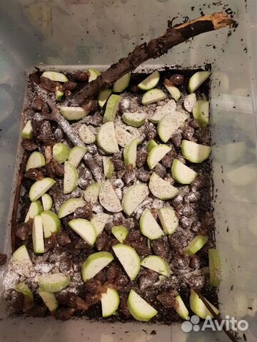 Улитки ахатины