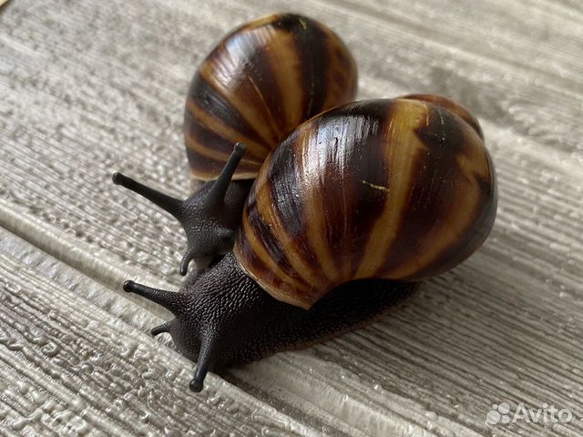 Улитка Marginata marginata f2