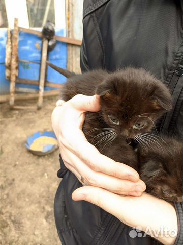 Вислоухие котята и обычные дворняжки