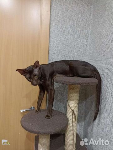 Ориентальные котята