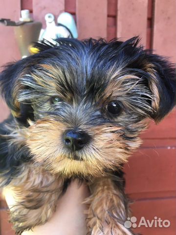 Малышка йорк