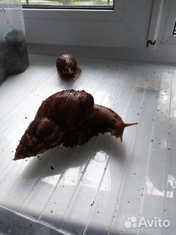 Улитки ахатины