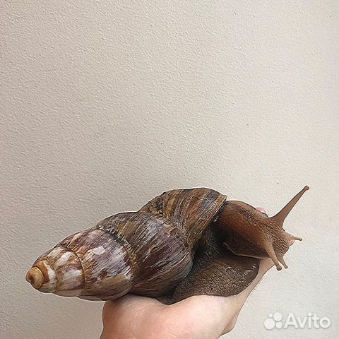Улитка Ахатин