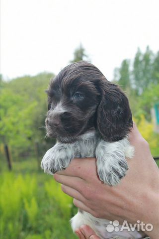 Английского кокер спаниеля щенки шоколадки