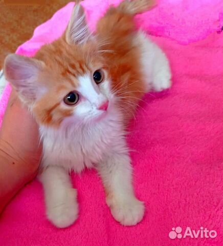 Котенок в ответственные руки
