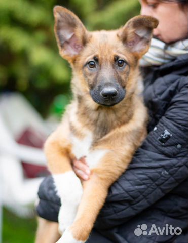 Собака в добрые руки щенок