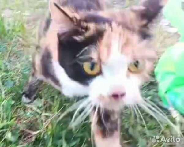 Бездомная кошечка бежит за прохожими и плачет