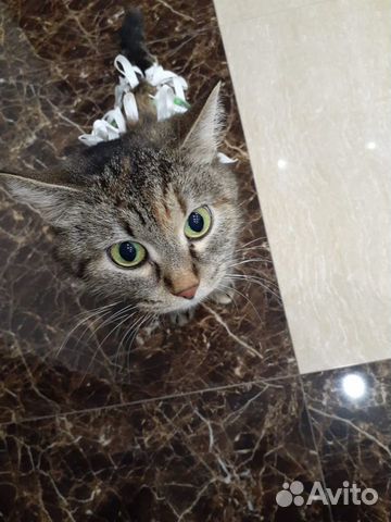 Отдам в добрые руки