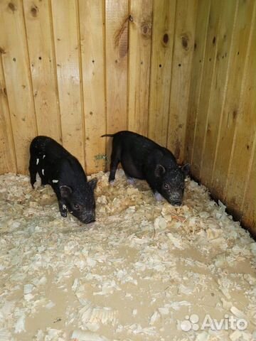 Вьетнамск вислобрюхий поросенок