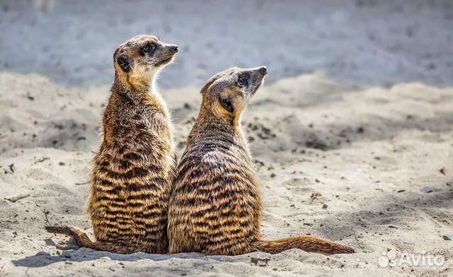 Сурикаты пара