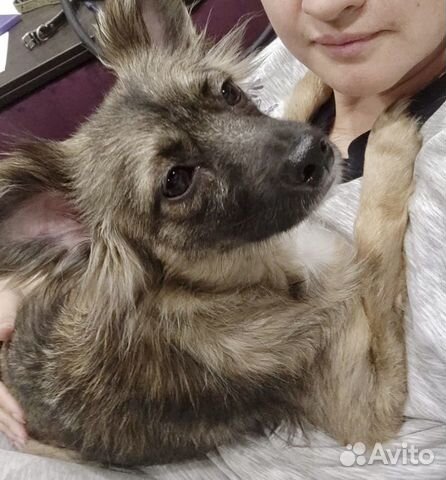 Маленькая послушная собачка в дар бесплатно