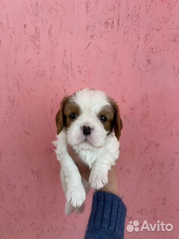 Кавалеры - ангелочки. РКФ