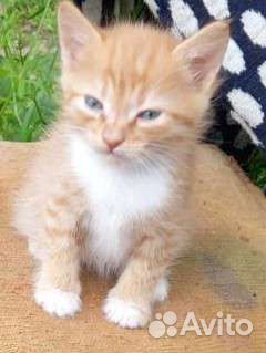 Котята персик и абрикоска