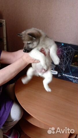 Маленький колобок ищет хозяина