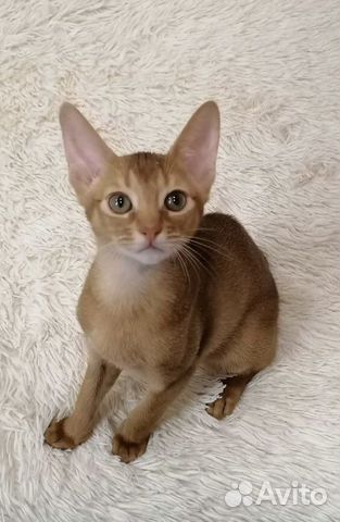 Аббисинские котята