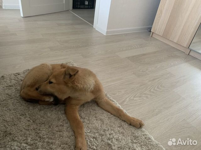 Отдам щенка в добрые руки