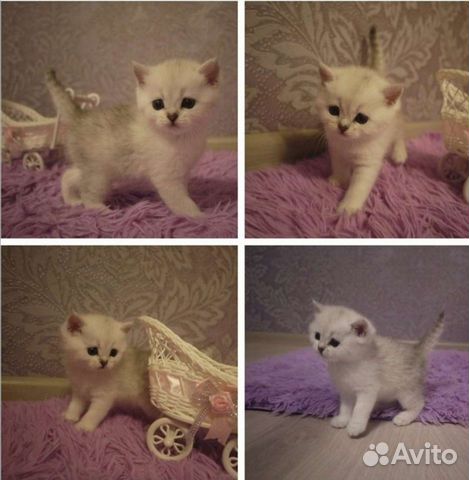 Серебристые шиншиллы котята