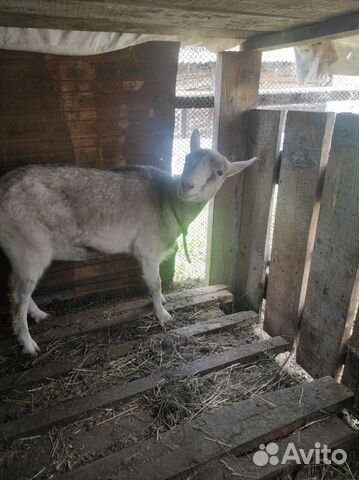 Коза Альпийка