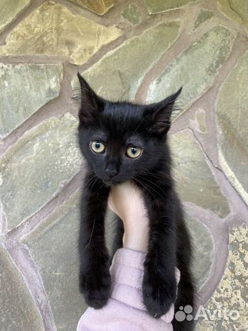 Нежный Ноэль ищет семью